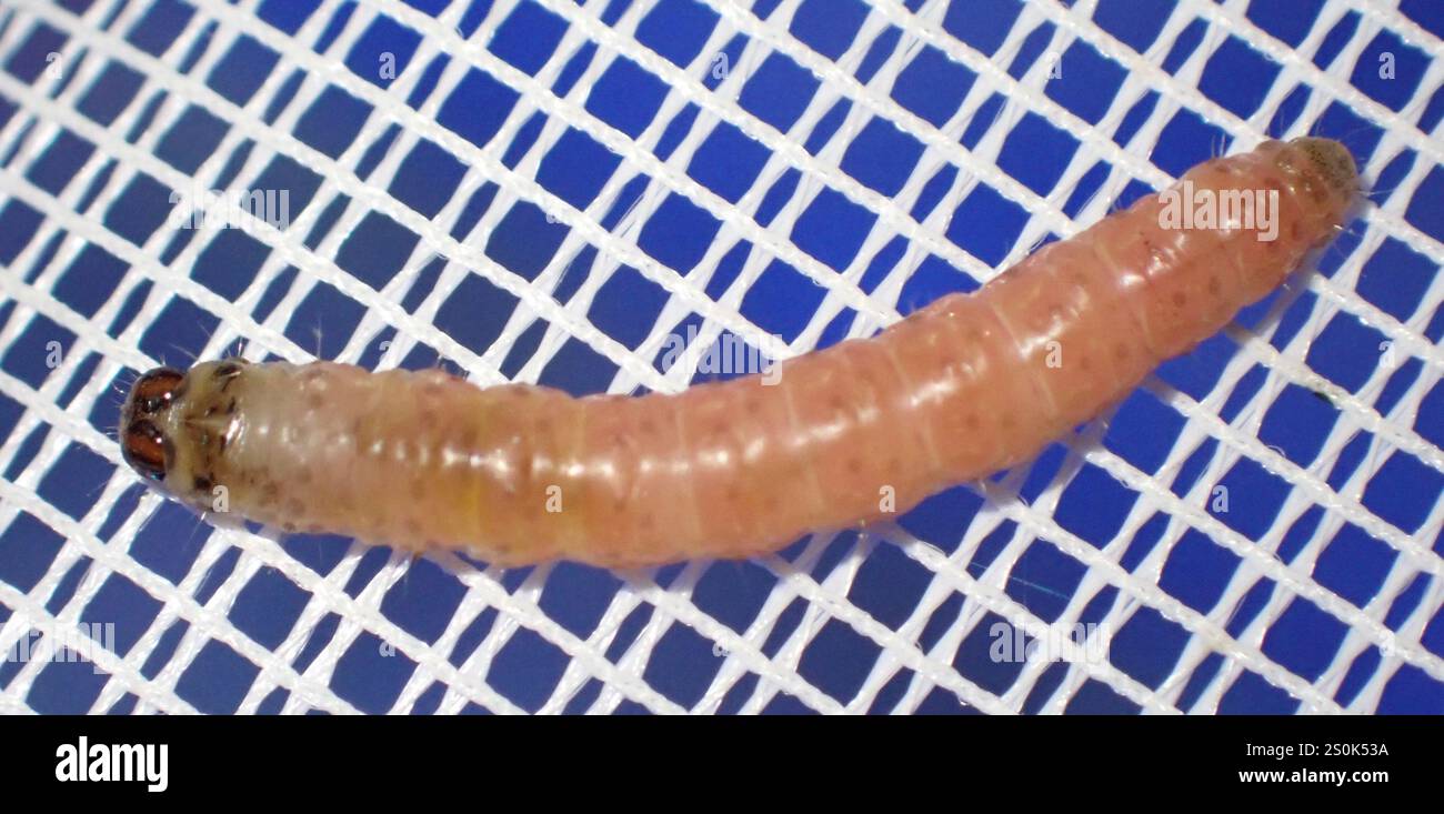 Tortricid Leafroller Moths (Tortricidae Stock Photo - Alamy