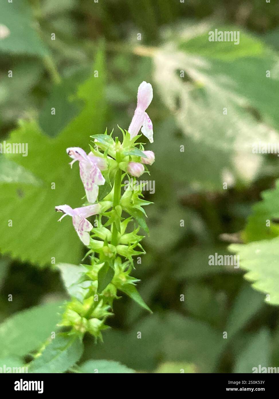 smooth hedgenettle (Stachys tenuifolia Stock Photo - Alamy