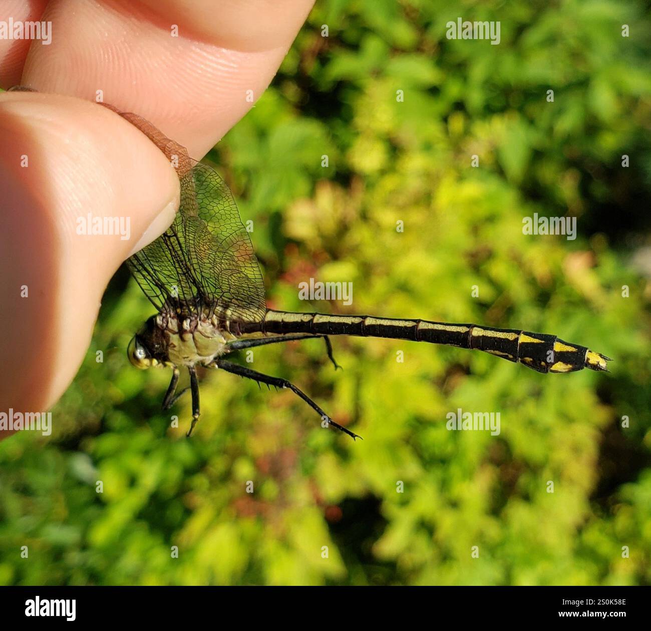 Black-shouldered Spinyleg (Dromogomphus spinosus Stock Photo - Alamy