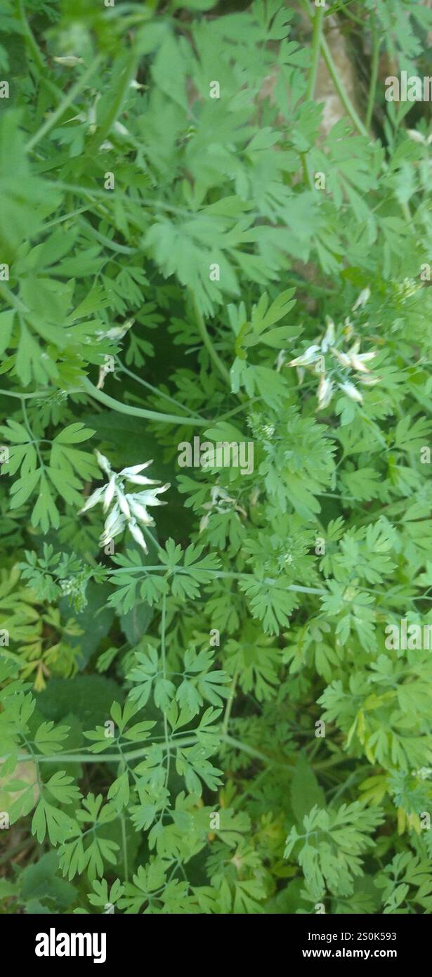 white ramping-fumitory (Fumaria capreolata Stock Photo - Alamy