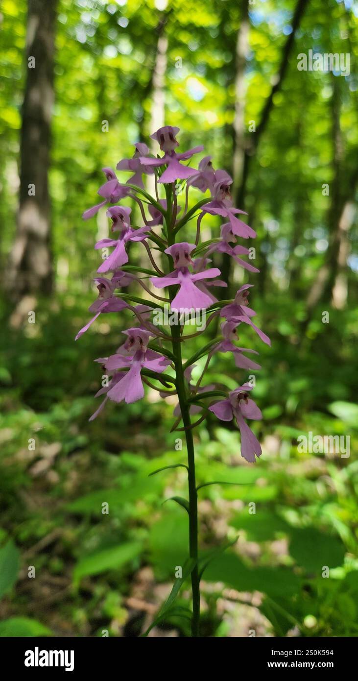 Purple Fringeless Orchid (Platanthera peramoena Stock Photo - Alamy