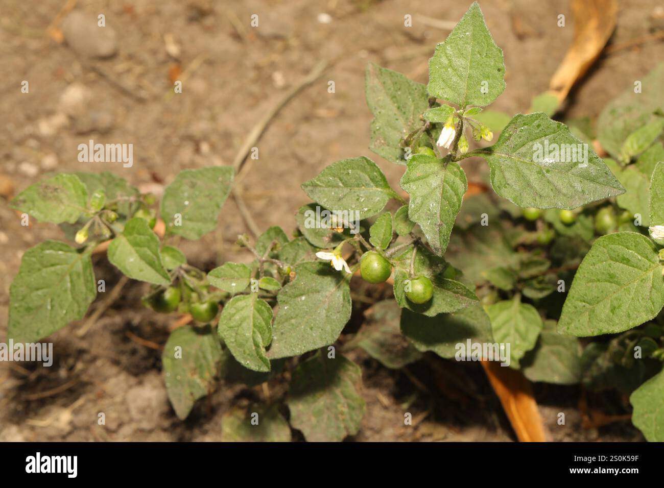 black nightshade (Solanum nigrum Stock Photo - Alamy