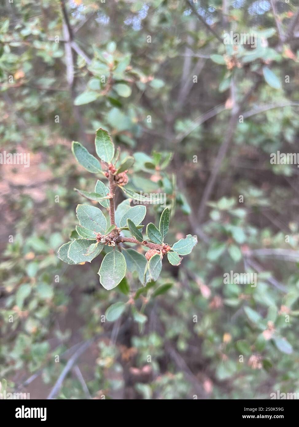 California scrub oak (Quercus berberidifolia Stock Photo - Alamy