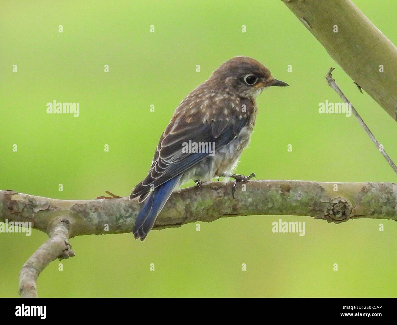 Eastern Bluebird (Sialia sialis Stock Photo - Alamy