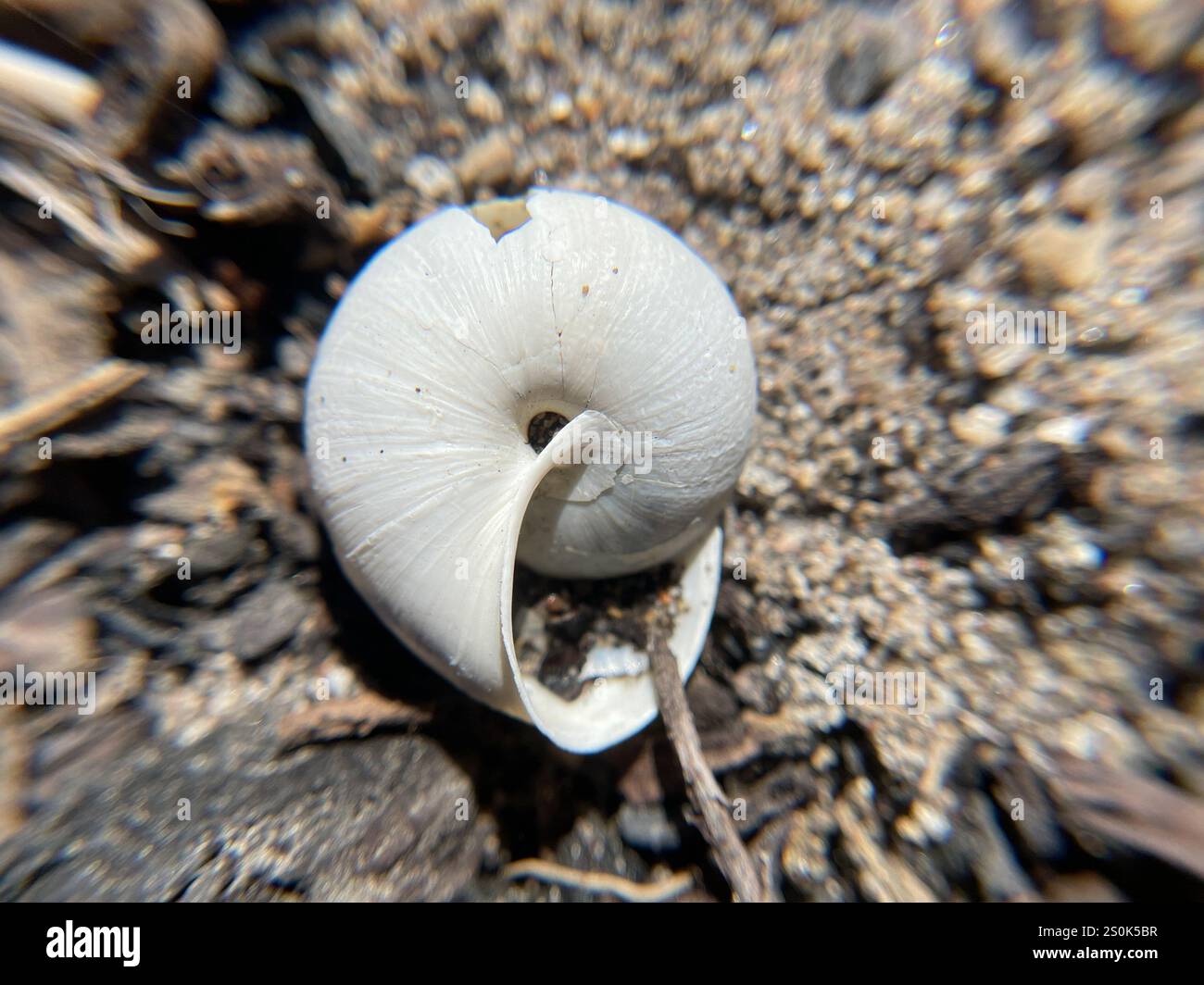 Common Land Snails and Slugs (Stylommatophora Stock Photo - Alamy