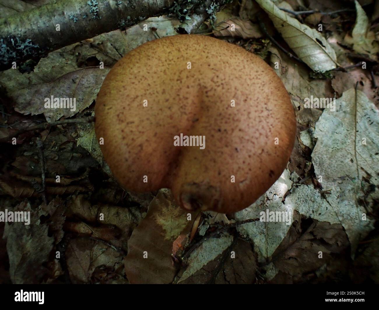 red-banded webcap (Cortinarius armillatus Stock Photo - Alamy