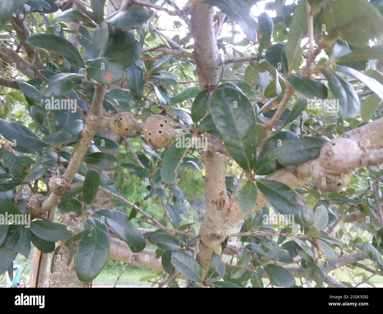 Winged and Once-winged Insects (Pterygota Stock Photo - Alamy