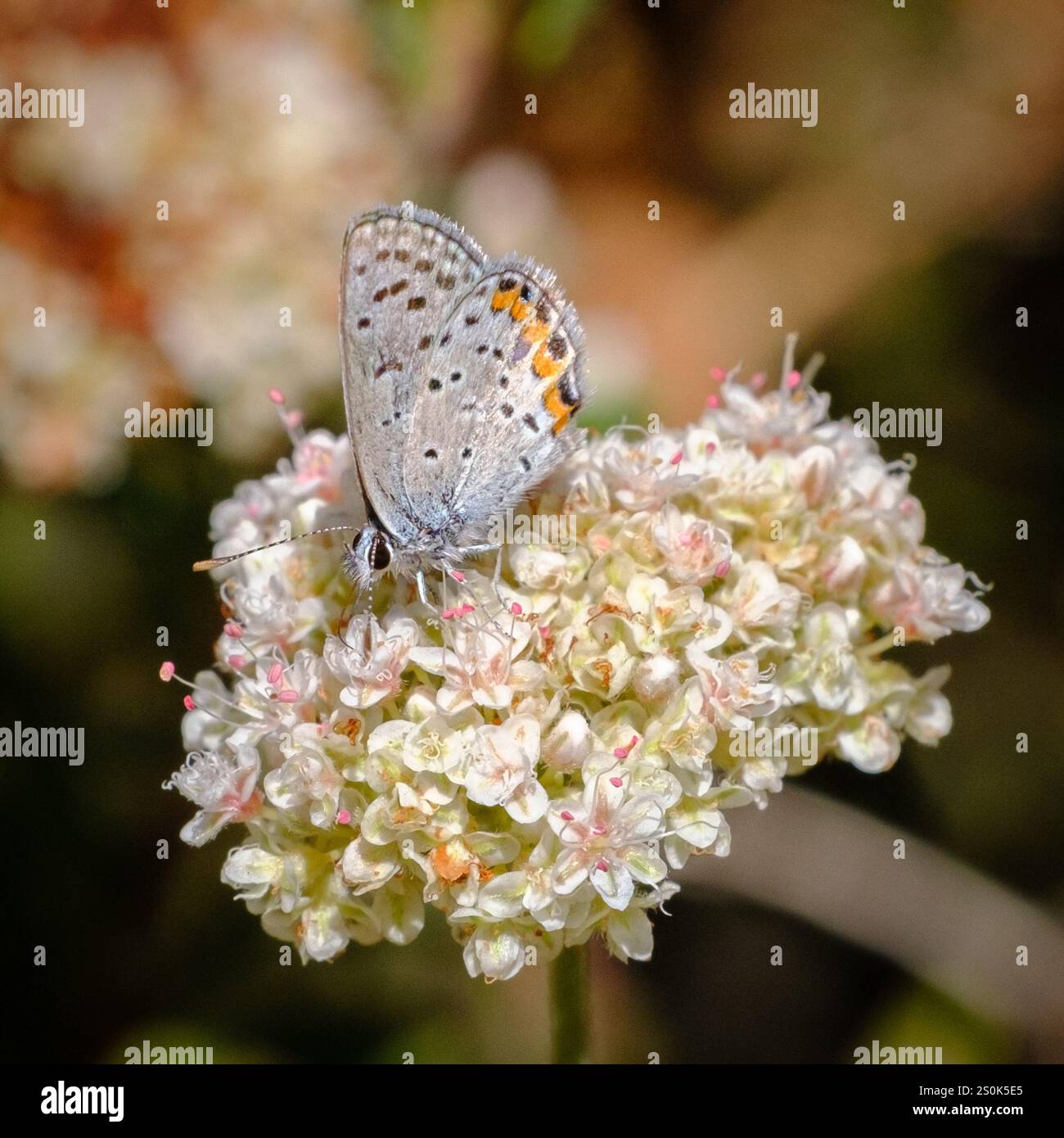 Acmon Blue (Icaricia acmon Stock Photo - Alamy