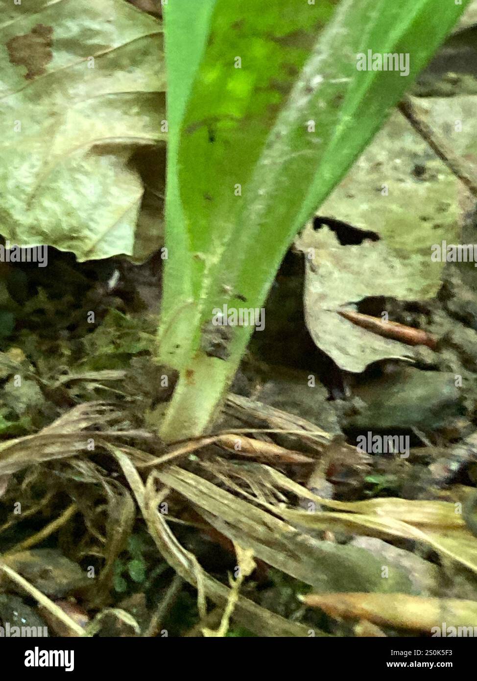 White Bear Sedge (Carex albursina Stock Photo - Alamy
