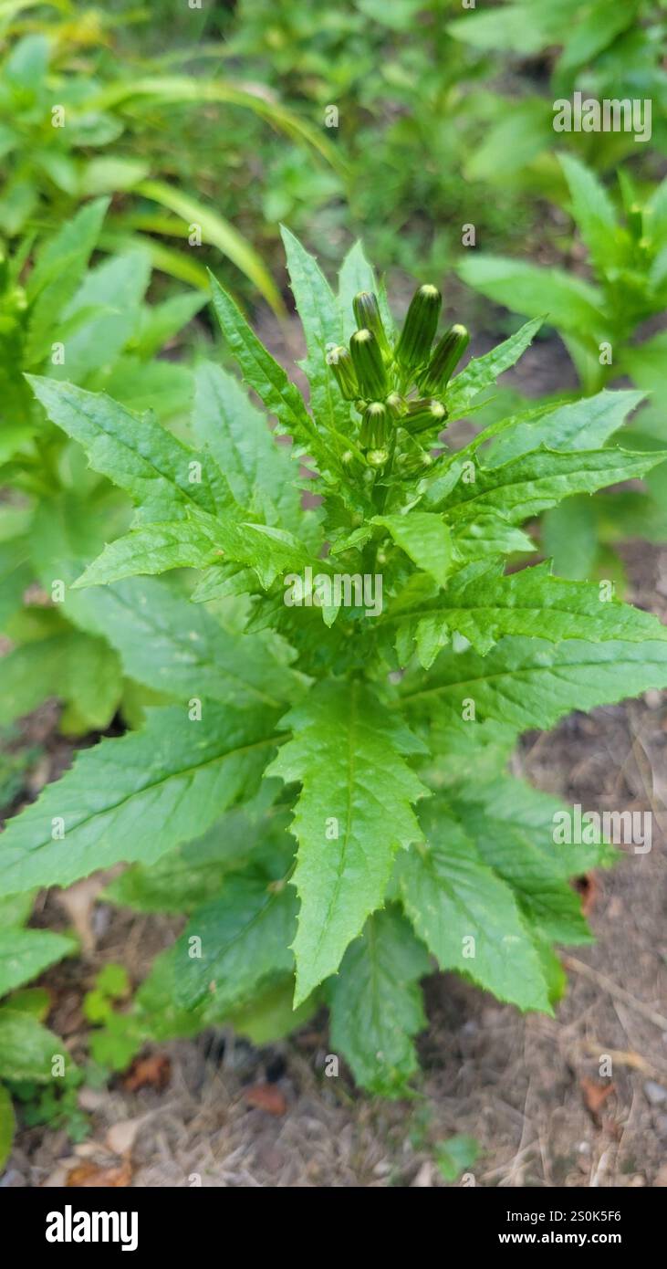 American burnweed (Erechtites hieraciifolius Stock Photo - Alamy