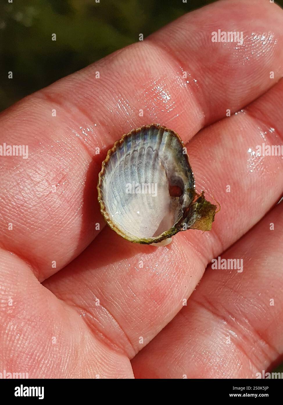 Lagoon Cockle (Cerastoderma glaucum Stock Photo - Alamy