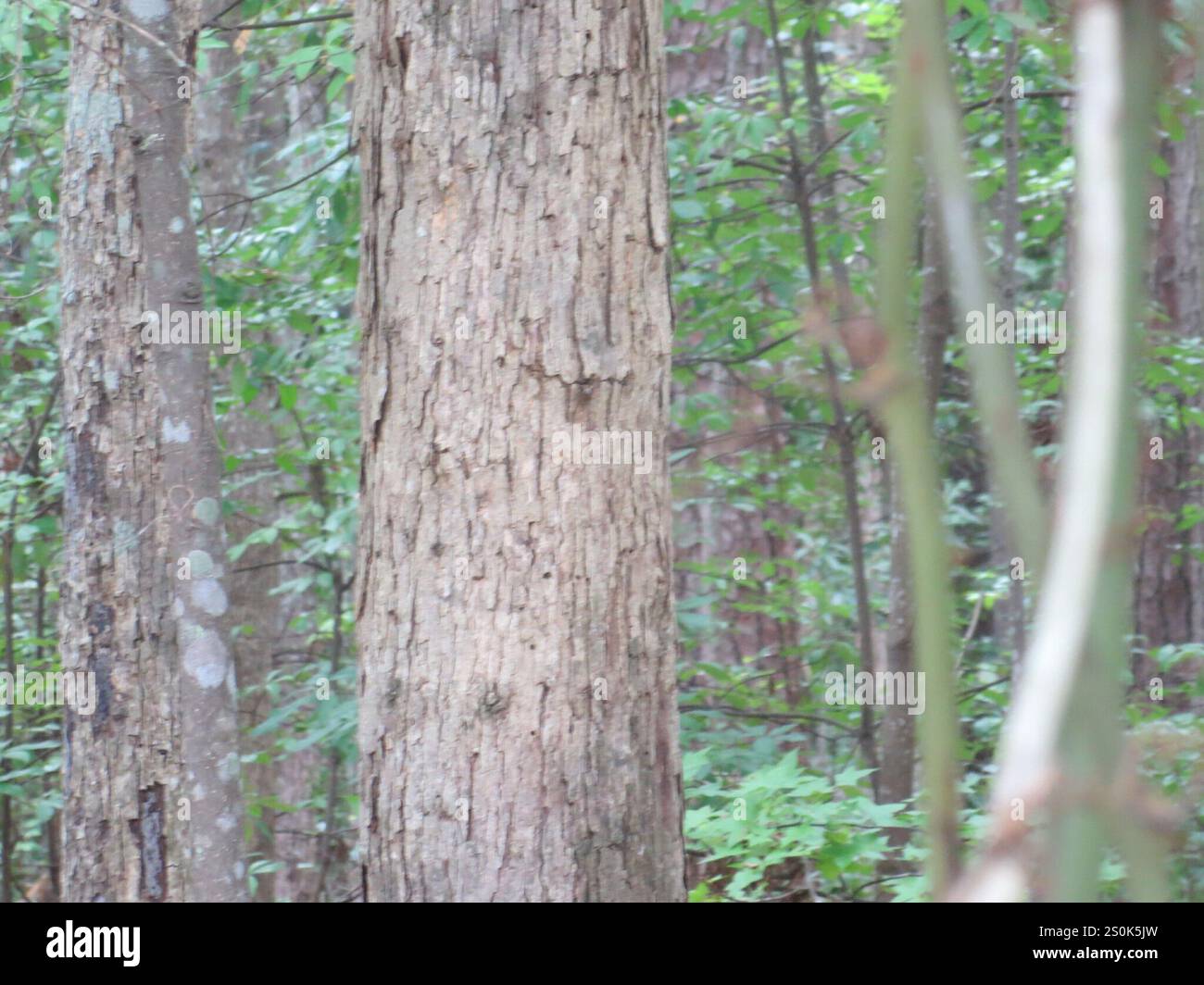 white oak (Quercus alba Stock Photo - Alamy