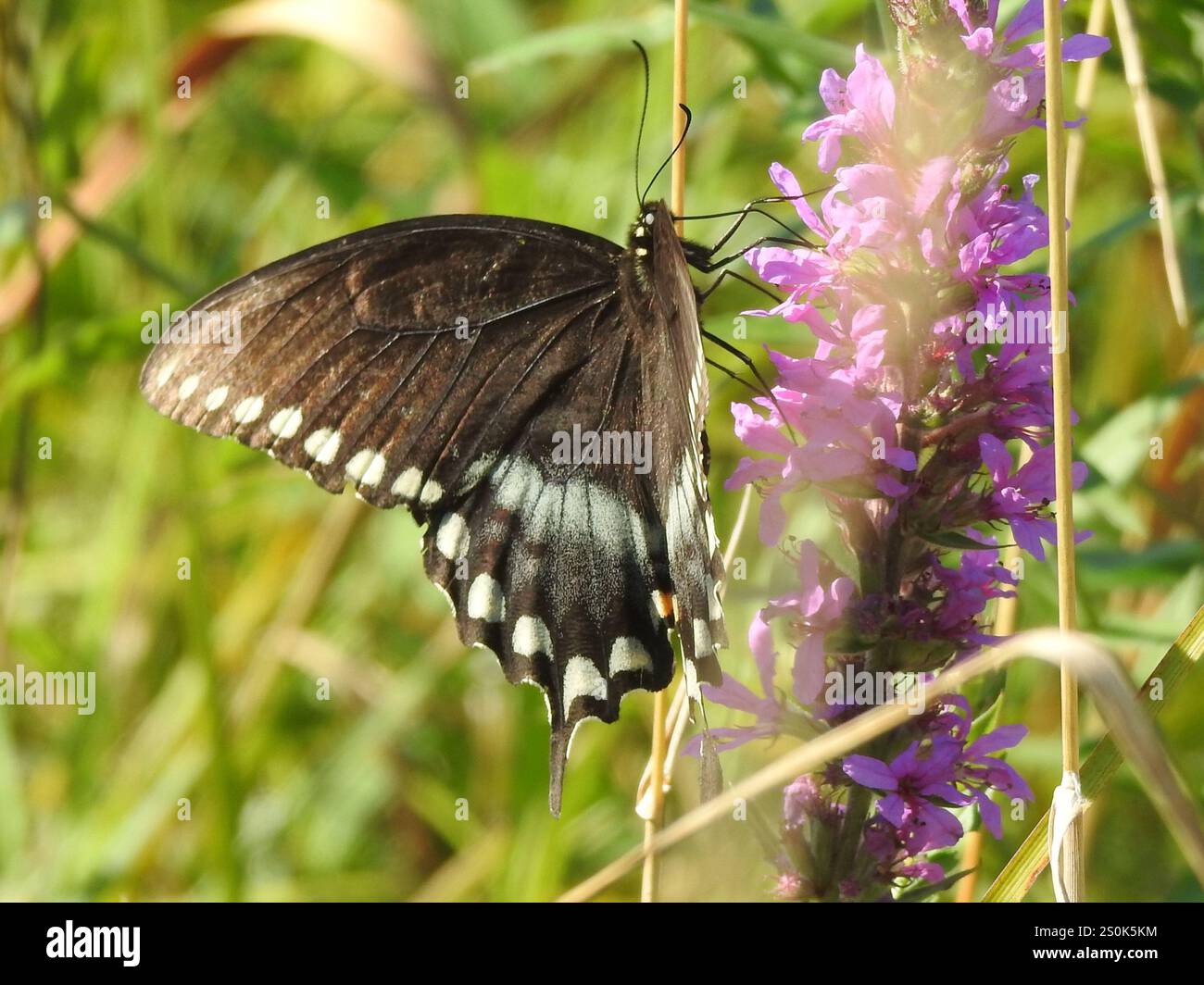 Spicebush Swallowtail (Papilio troilus Stock Photo - Alamy