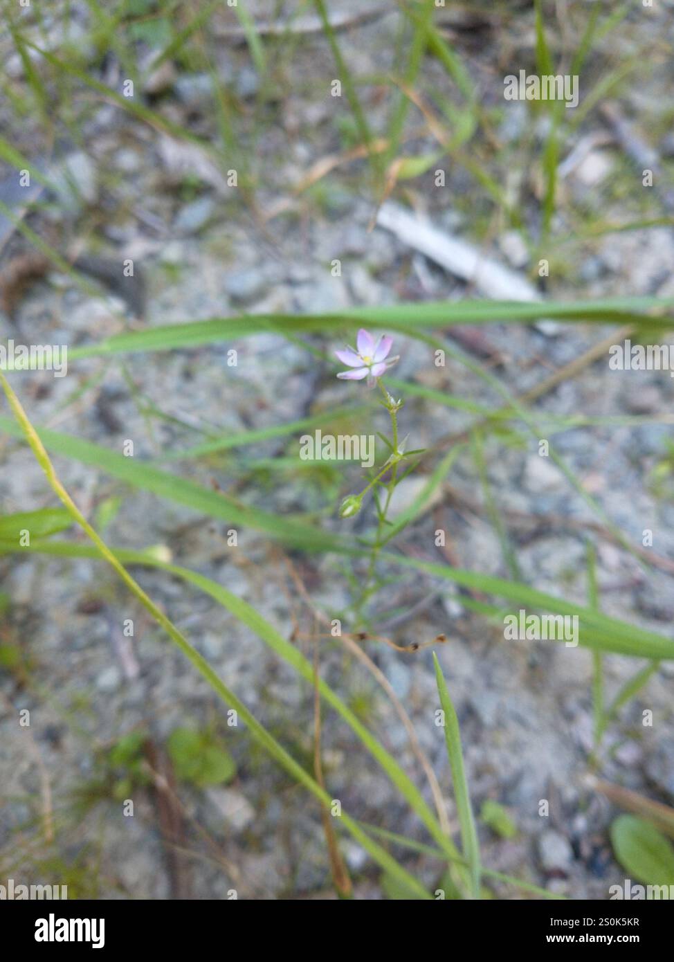 Sticky Sand-Spurrey (Spergularia macrotheca Stock Photo - Alamy