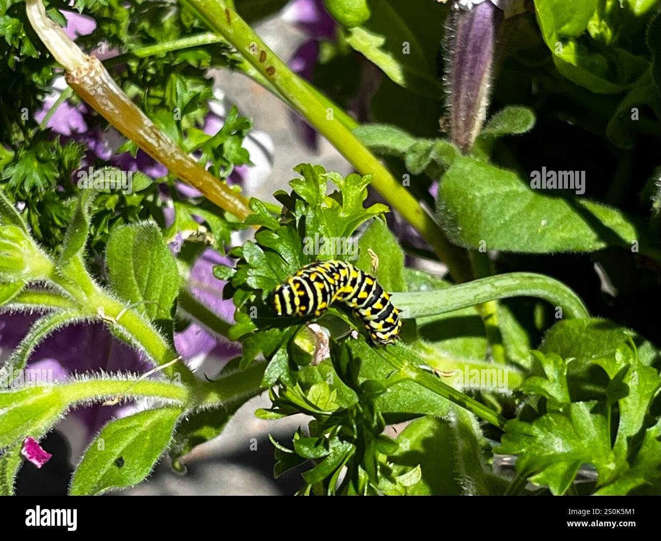 Anise Swallowtail (Papilio zelicaon Stock Photo - Alamy