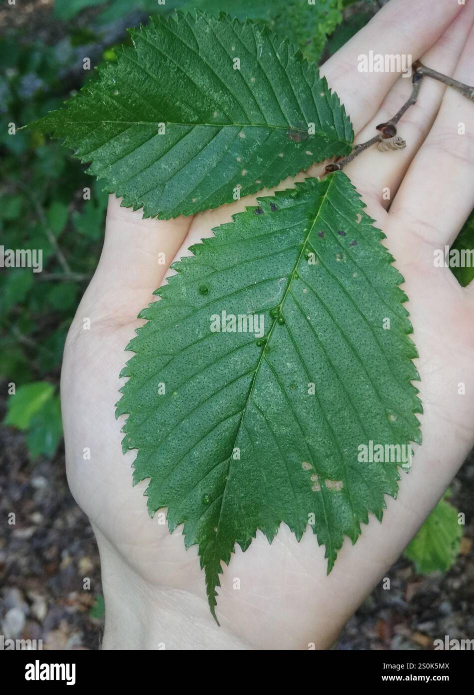 Wych Elm (Ulmus glabra Stock Photo - Alamy
