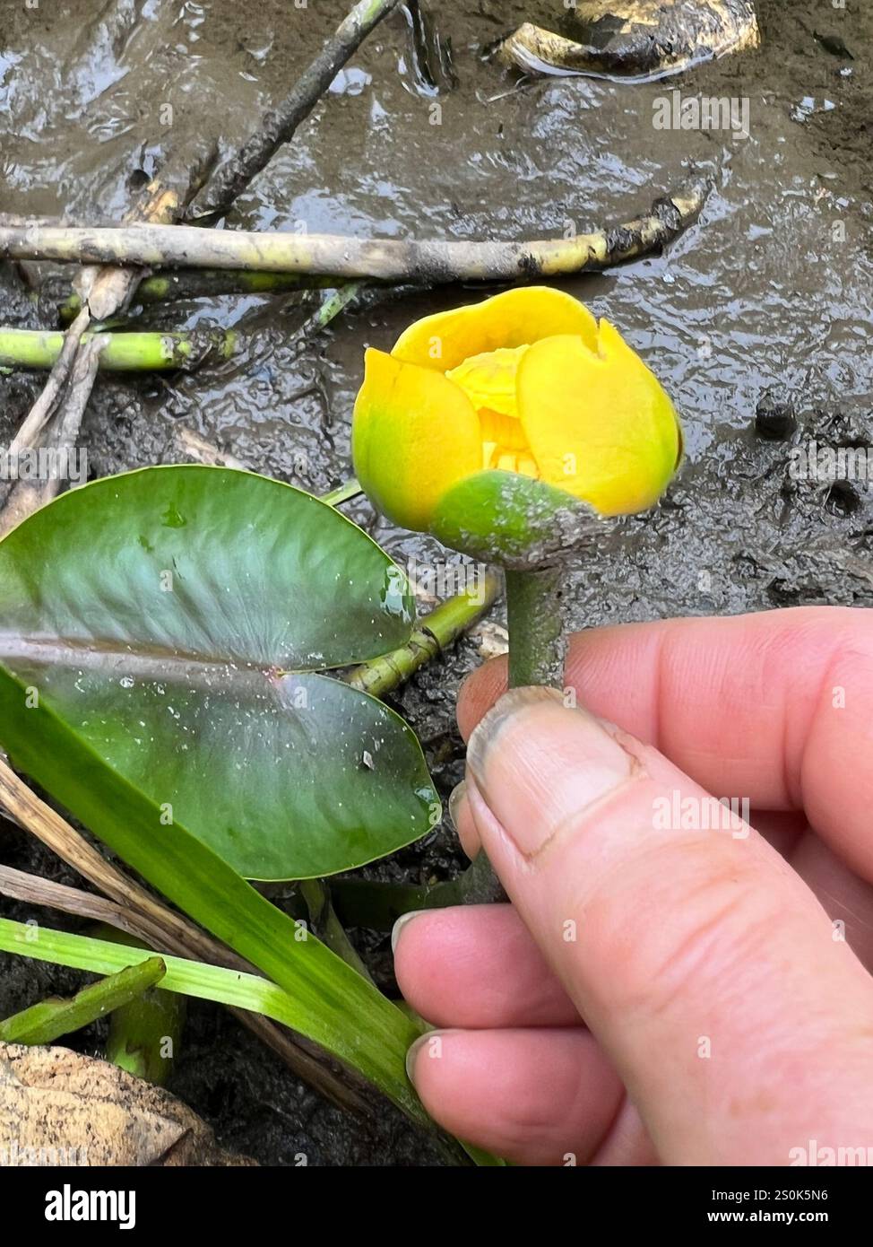 spatterdock (Nuphar advena Stock Photo - Alamy