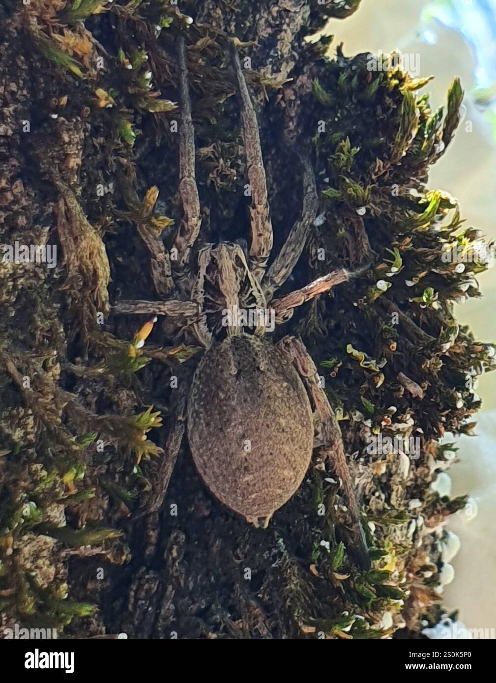 Radiated Wolf Spider (Hogna radiata Stock Photo - Alamy