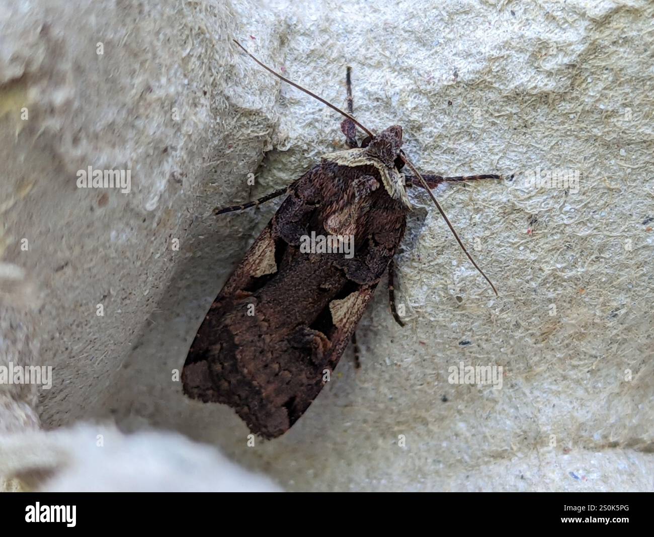 Setaceous Hebrew Character (Xestia c-nigrum Stock Photo - Alamy