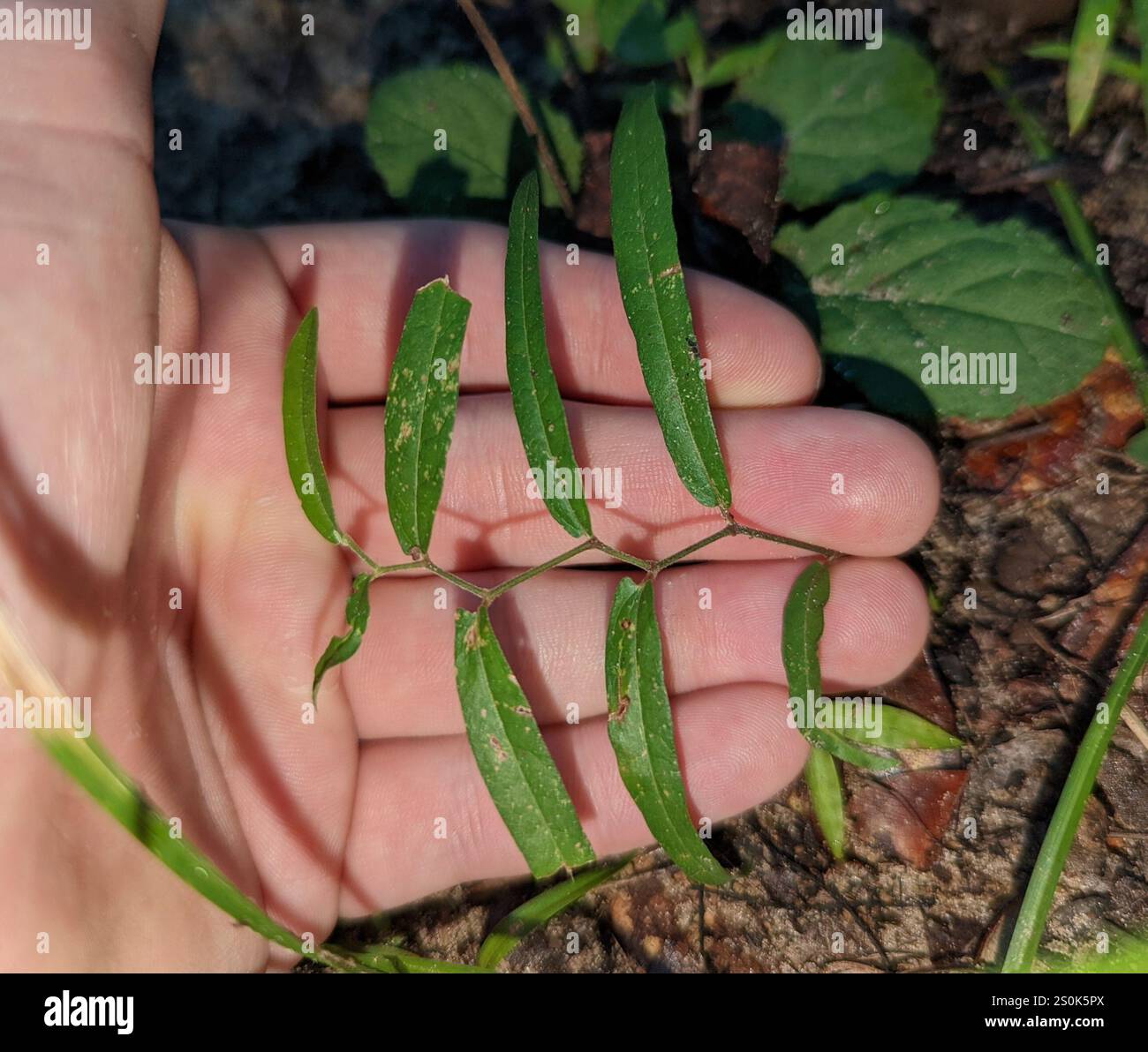 Virginia snakeroot (Aristolochia serpentaria Stock Photo - Alamy