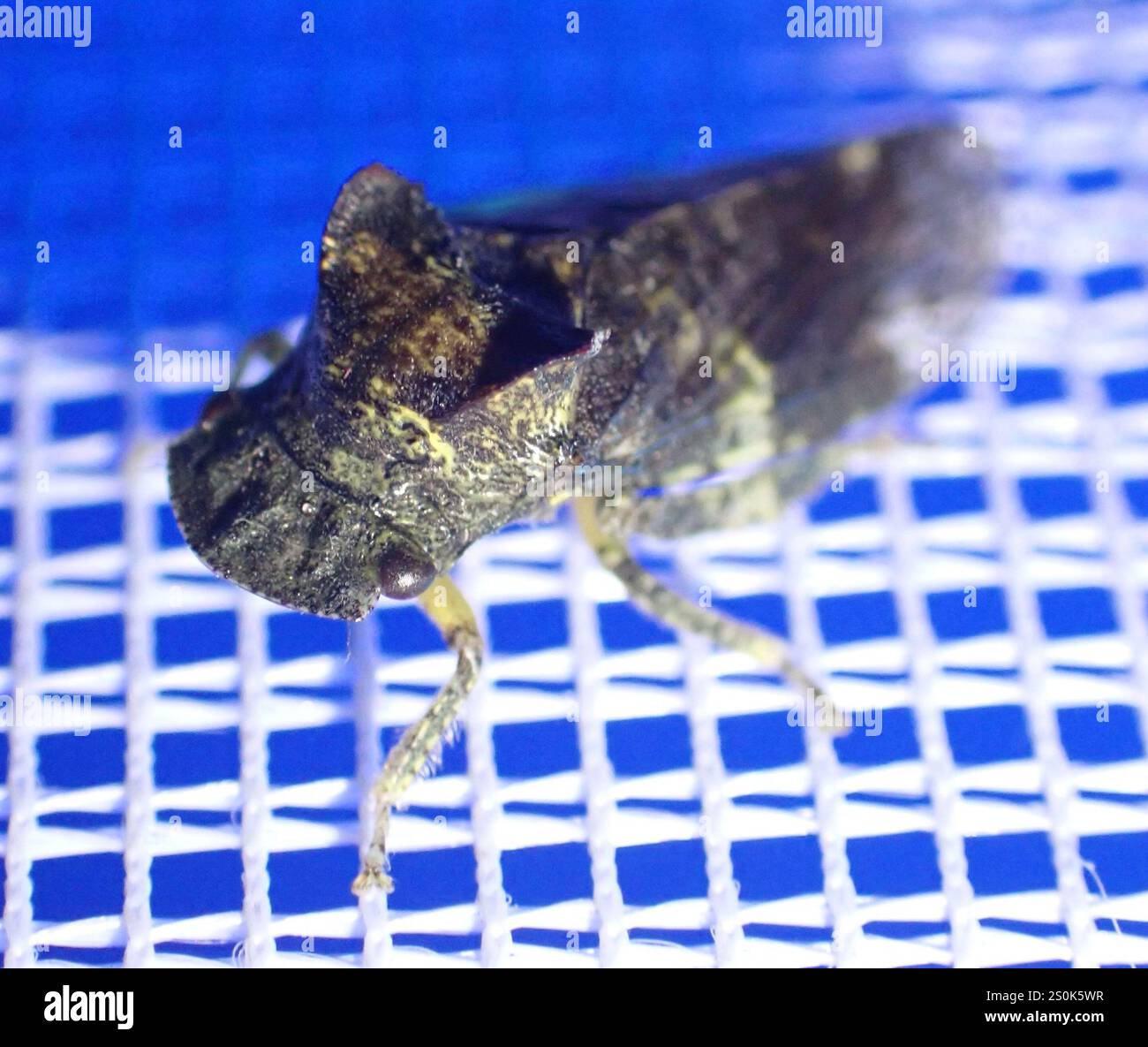 Horned Leafhopper (Ledra aurita Stock Photo - Alamy