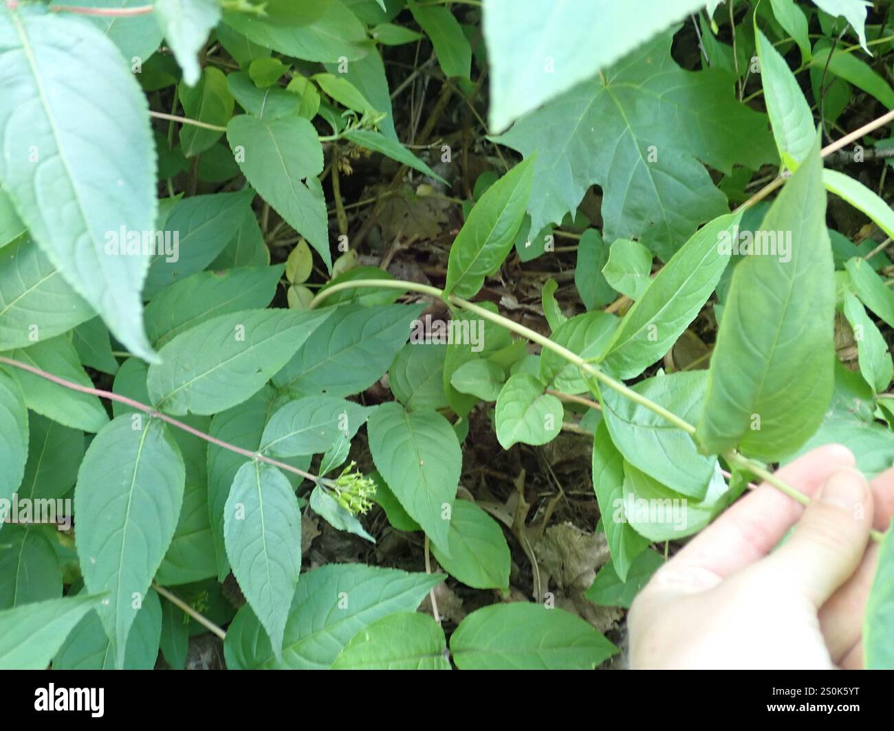 northern bush honeysuckle (Diervilla lonicera Stock Photo - Alamy