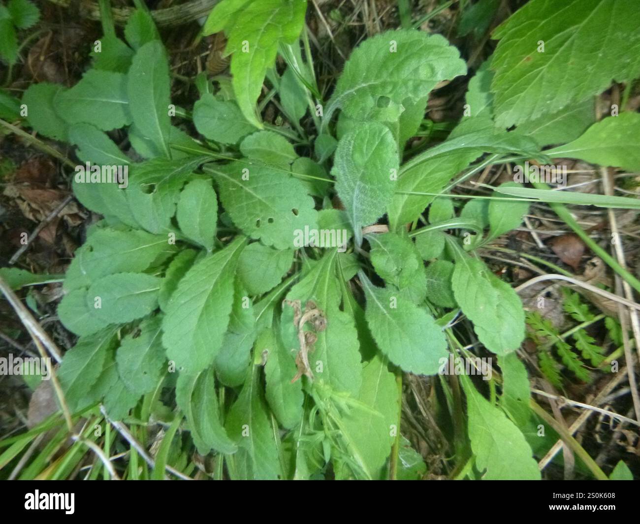 Small Scabious (Scabiosa columbaria Stock Photo - Alamy
