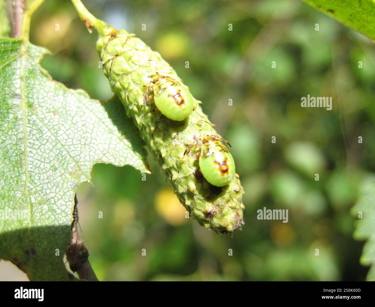 Birch Shield Bug (Elasmostethus interstinctus Stock Photo - Alamy