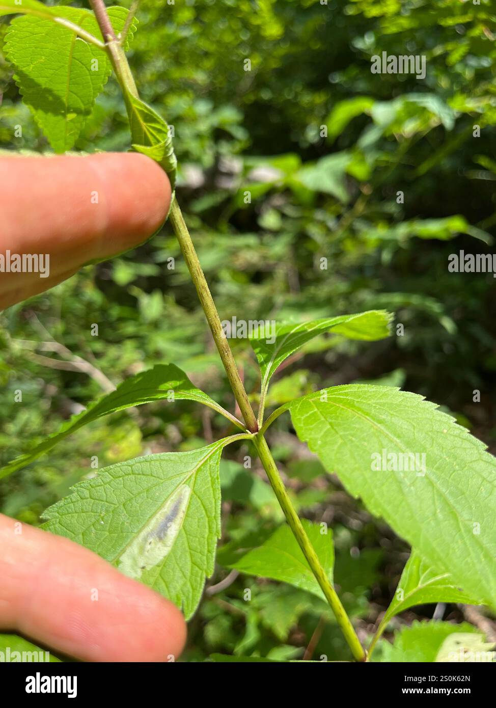 Joe-Pye weeds (Eutrochium Stock Photo - Alamy