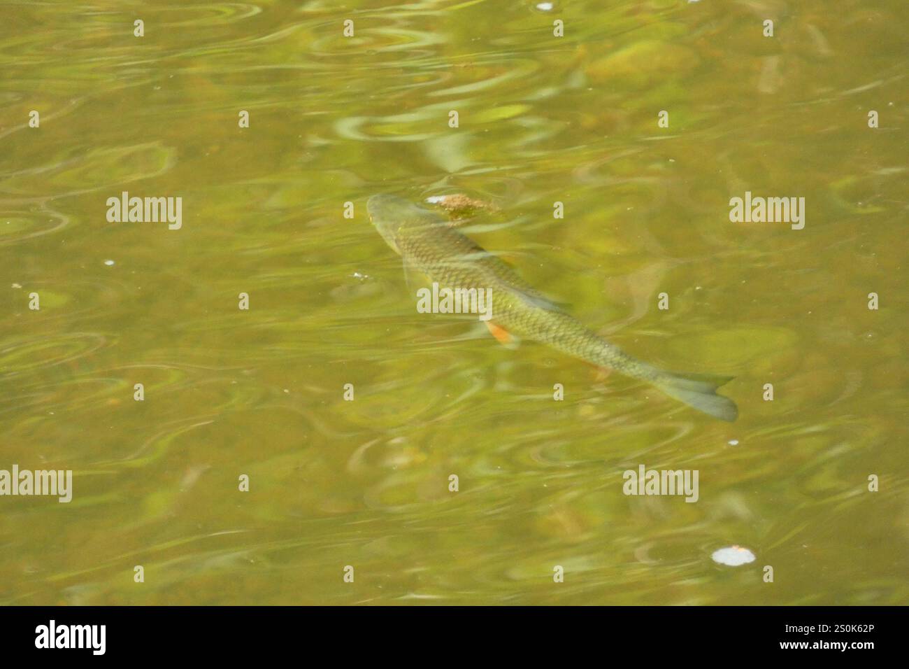 European chub (Squalius cephalus Stock Photo - Alamy