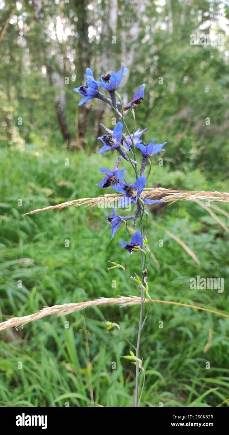 Alpine Larkspur (Delphinium elatum Stock Photo - Alamy