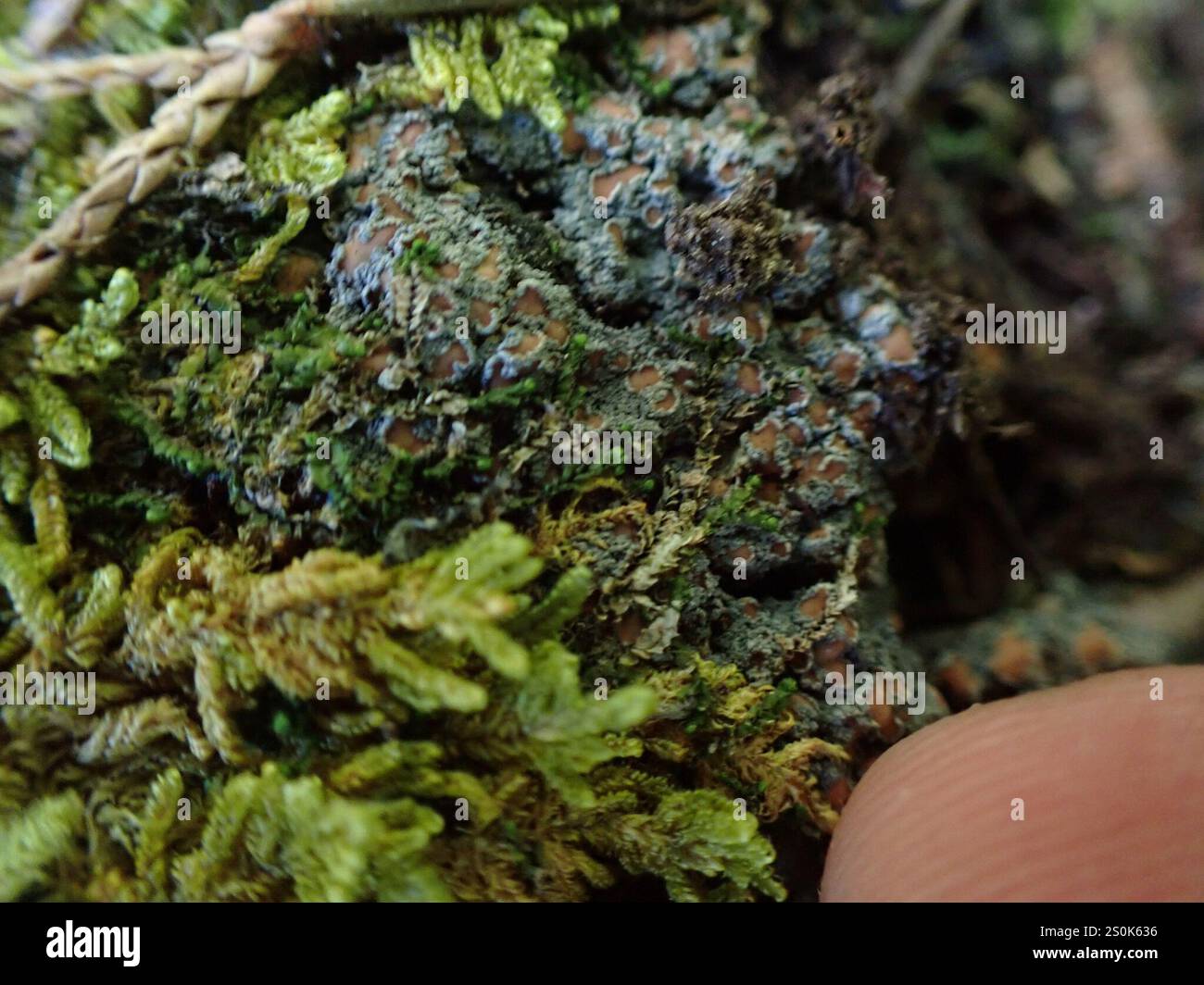 Brown-gray Moss-shingle Lichen (Protopannaria pezizoides Stock Photo ...