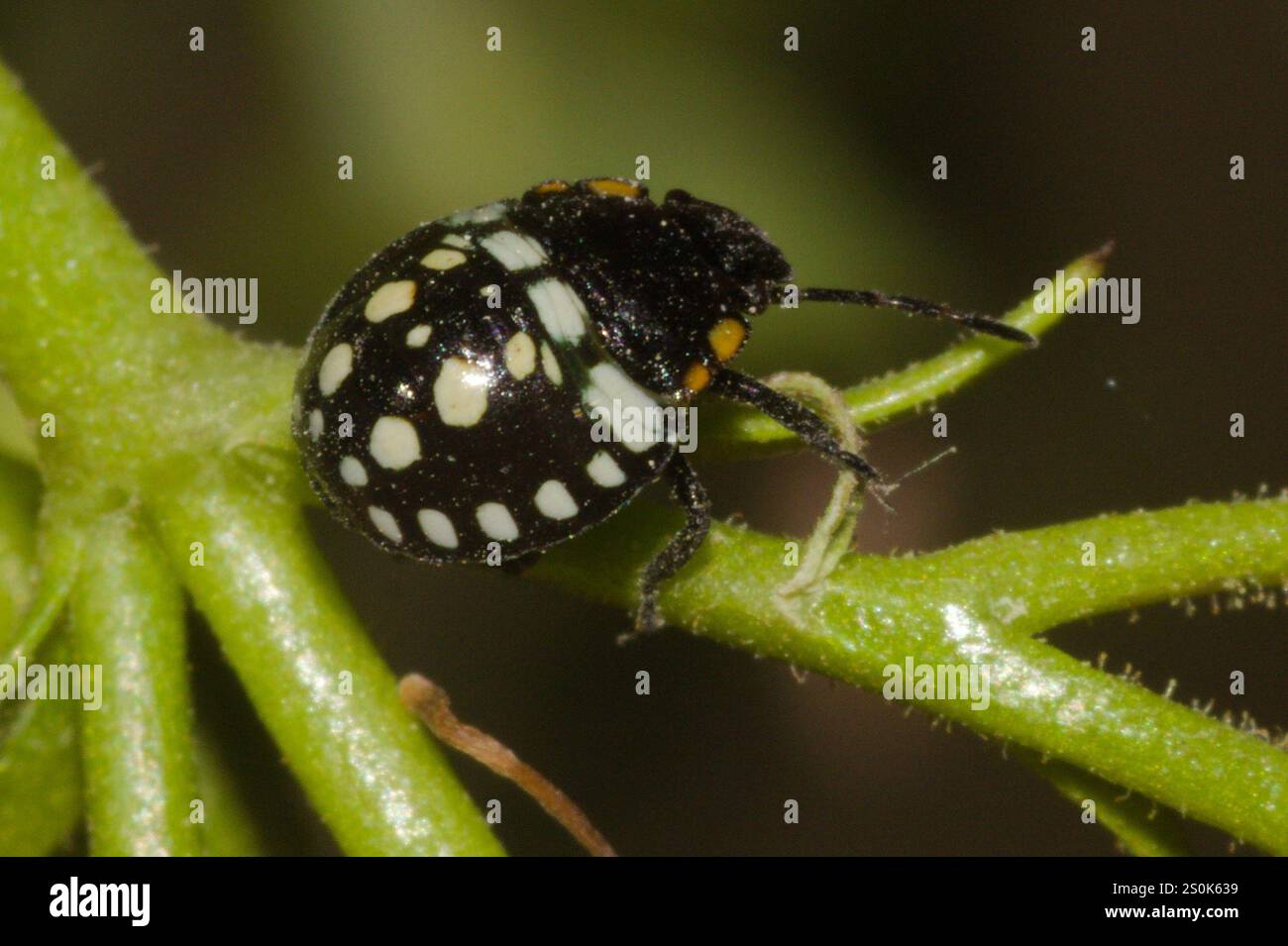 Southern Green Stink Bug (Nezara viridula Stock Photo - Alamy