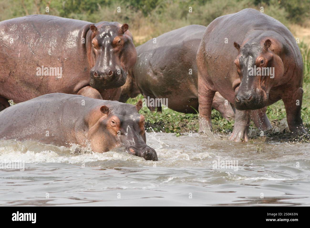 Common Hippopotamus (Hippopotamus amphibius Stock Photo - Alamy