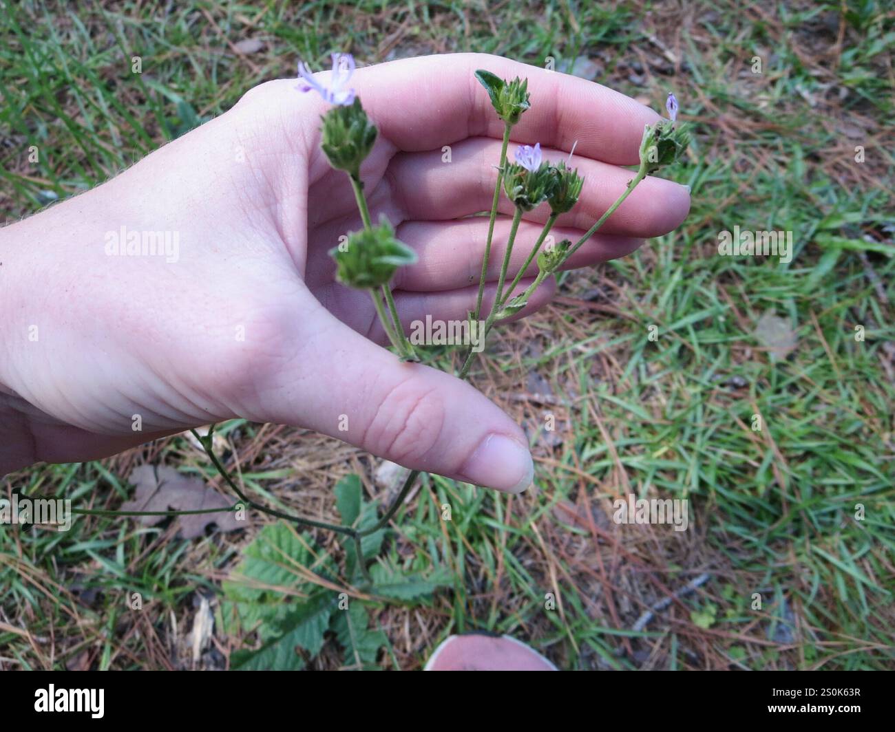Smooth Elephant's Foot (Elephantopus nudatus Stock Photo - Alamy