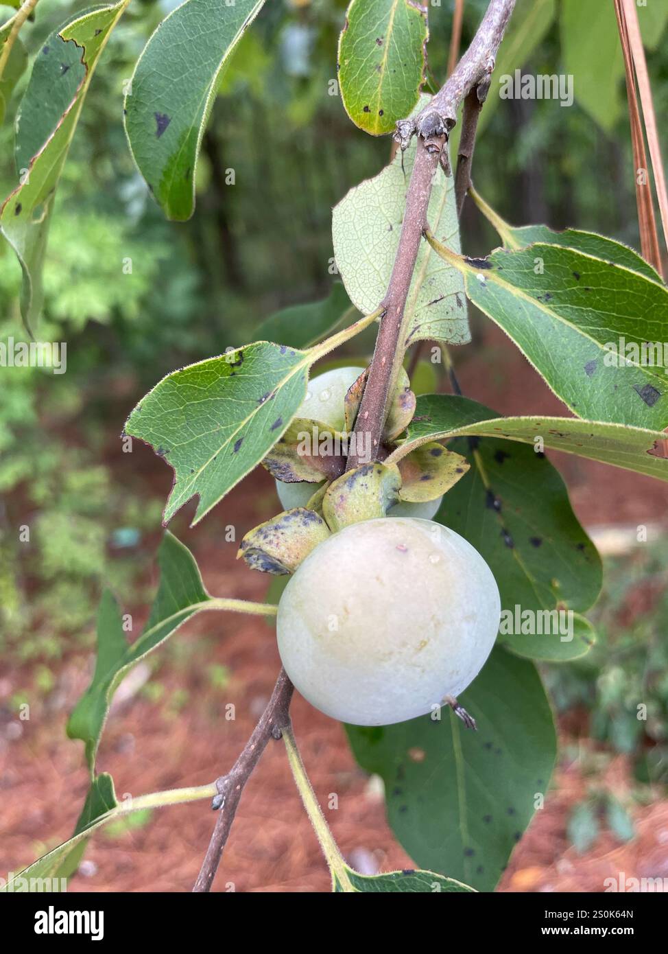 American persimmon (Diospyros virginiana Stock Photo - Alamy