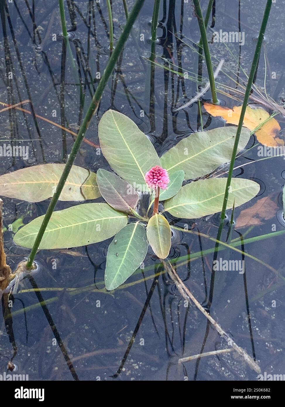 water smartweed (Persicaria amphibia Stock Photo - Alamy
