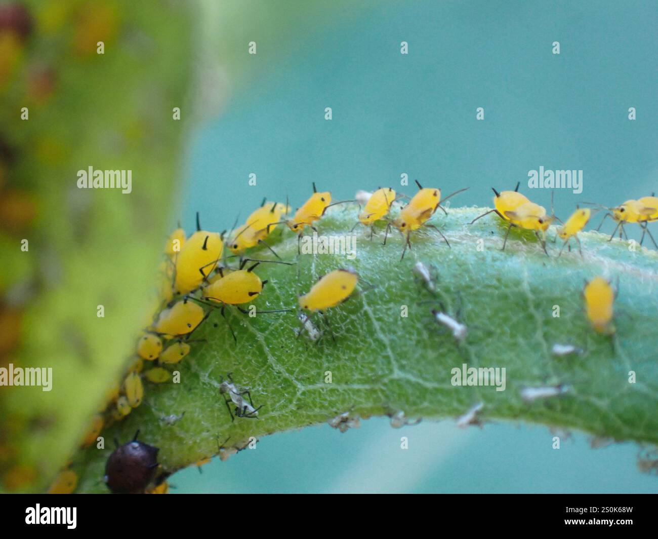 Oleander Aphid (Aphis nerii Stock Photo - Alamy