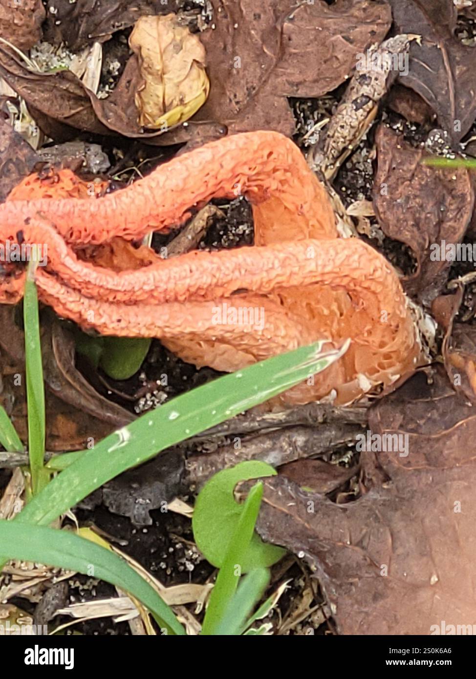 stinky squid (Pseudocolus fusiformis Stock Photo - Alamy