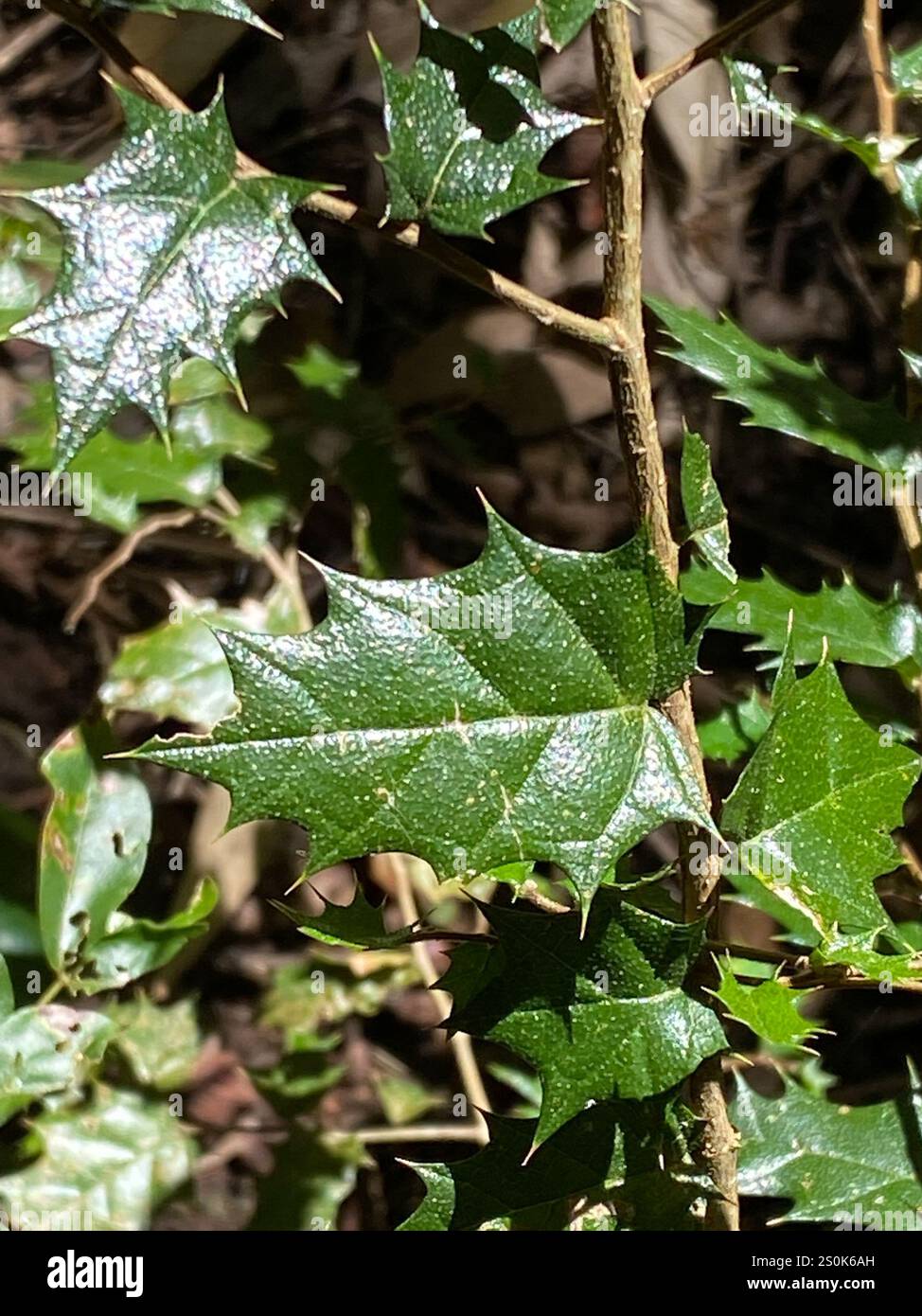 Axe handle Wood (Aphananthe philippinensis Stock Photo - Alamy