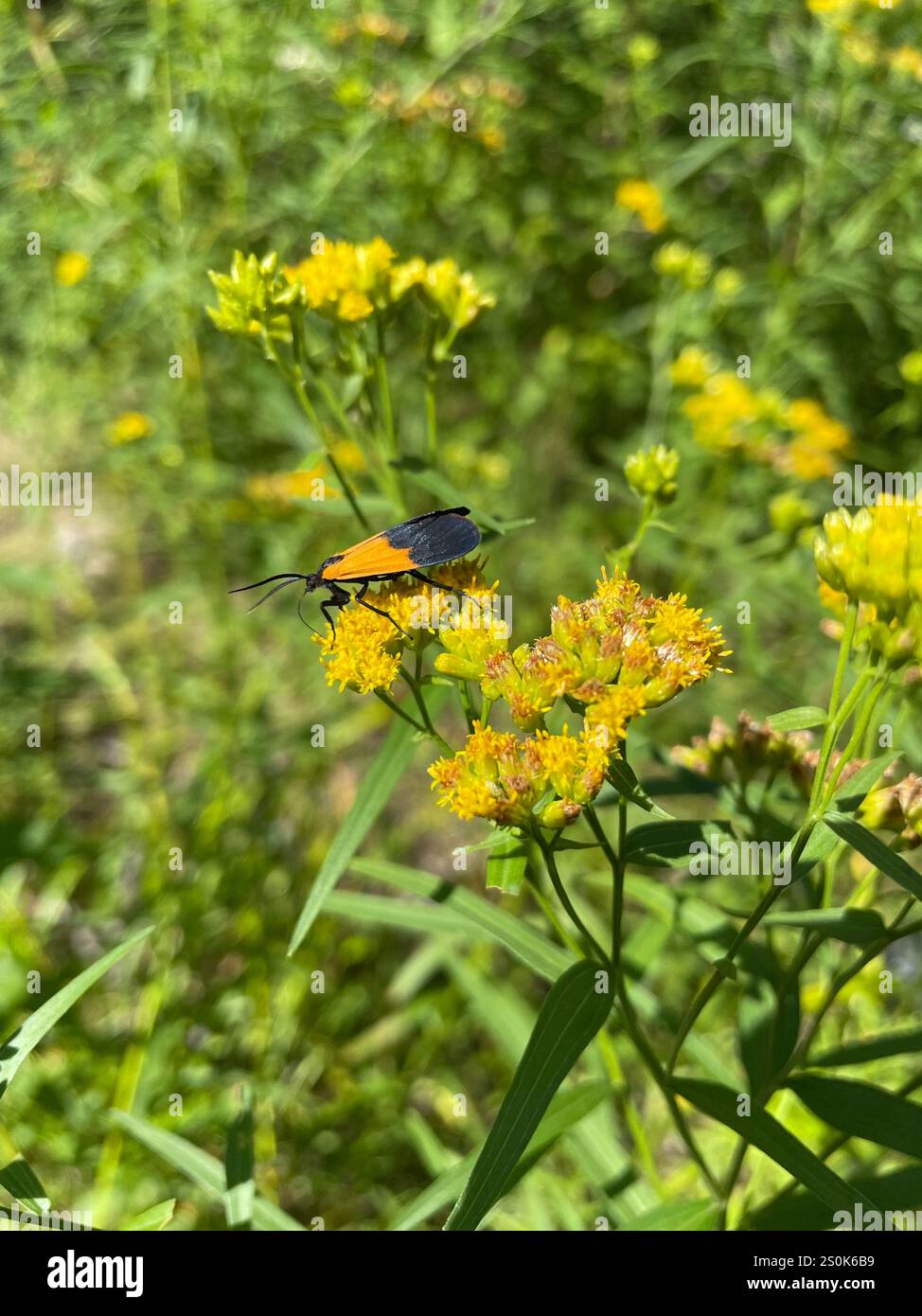Black-and-yellow Lichen Moth (Lycomorpha pholus Stock Photo - Alamy
