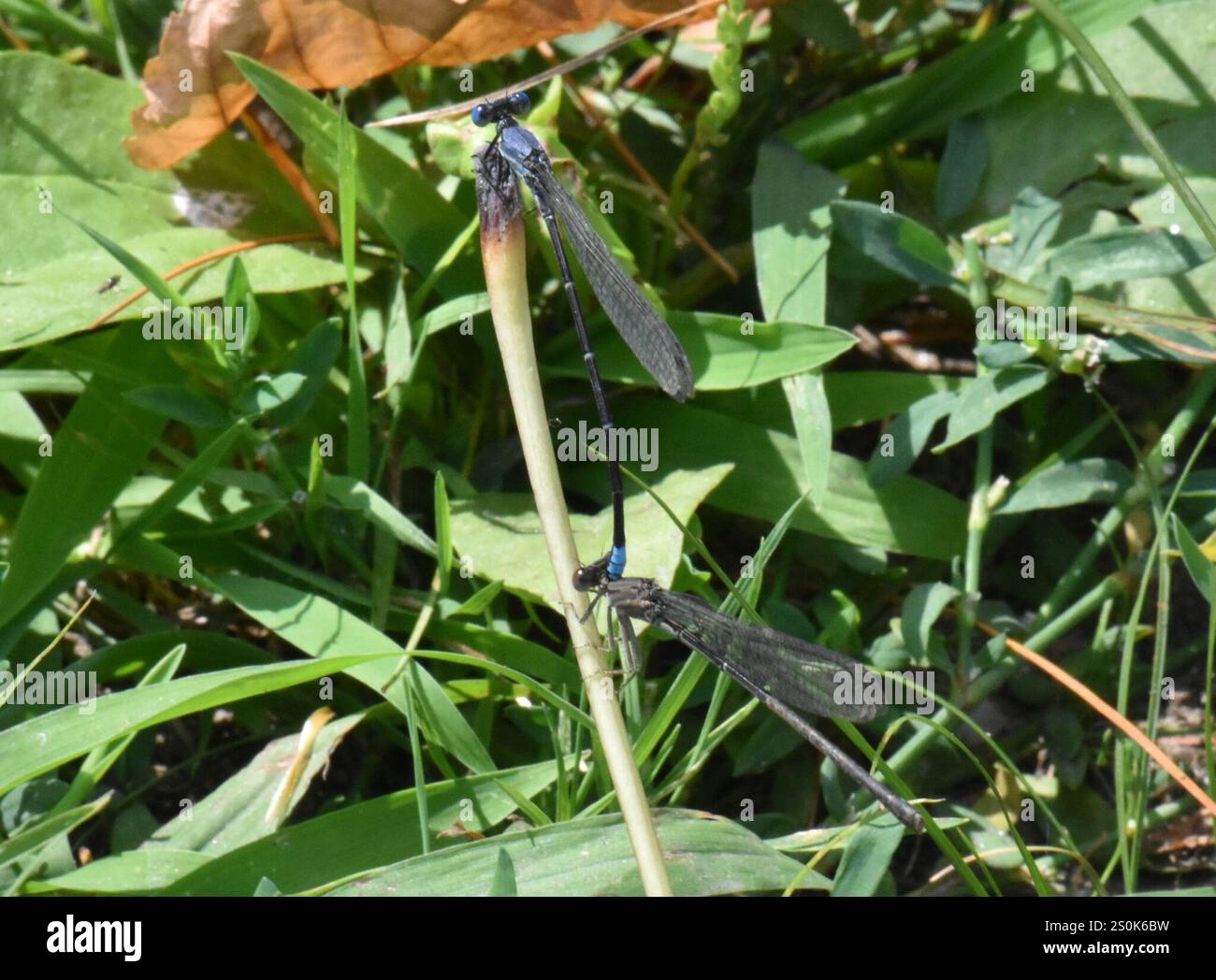 Blue-fronted Dancer (Argia apicalis Stock Photo - Alamy