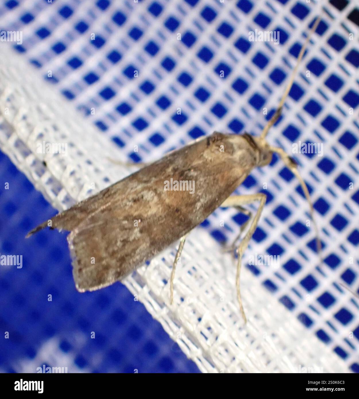 Dotted Oak Knot-horn (Phycita roborella Stock Photo - Alamy