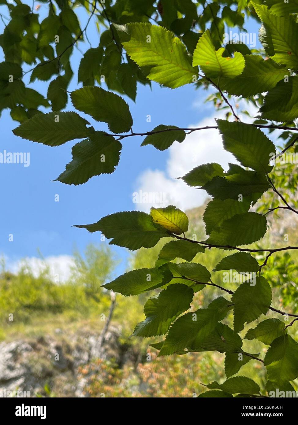 European Hop-hornbeam (Ostrya carpinifolia Stock Photo - Alamy