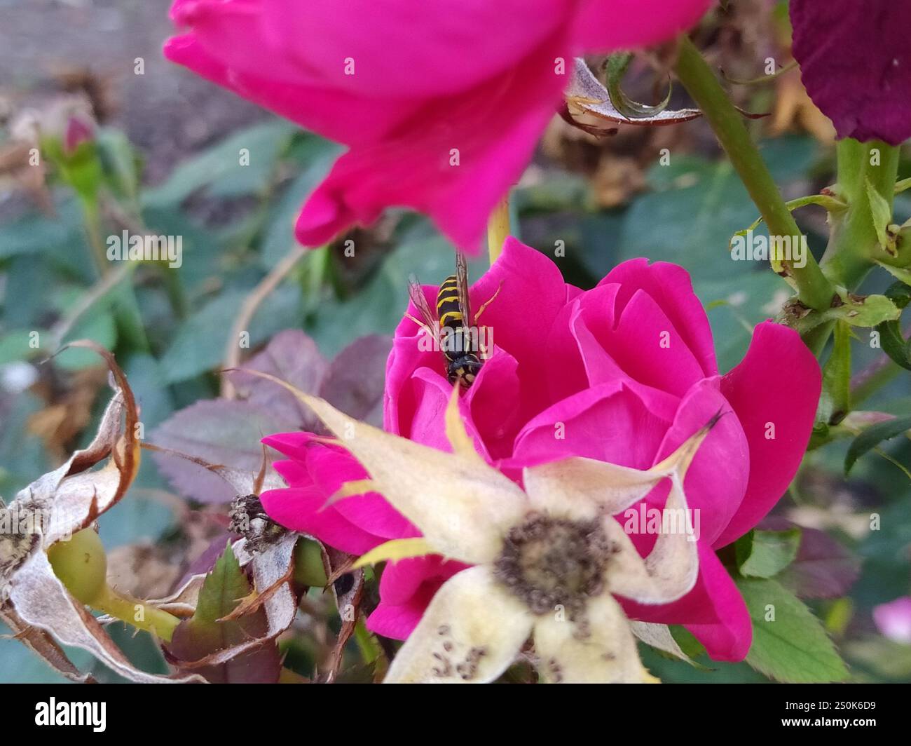 Alaska Yellowjacket (Vespula alascensis Stock Photo - Alamy