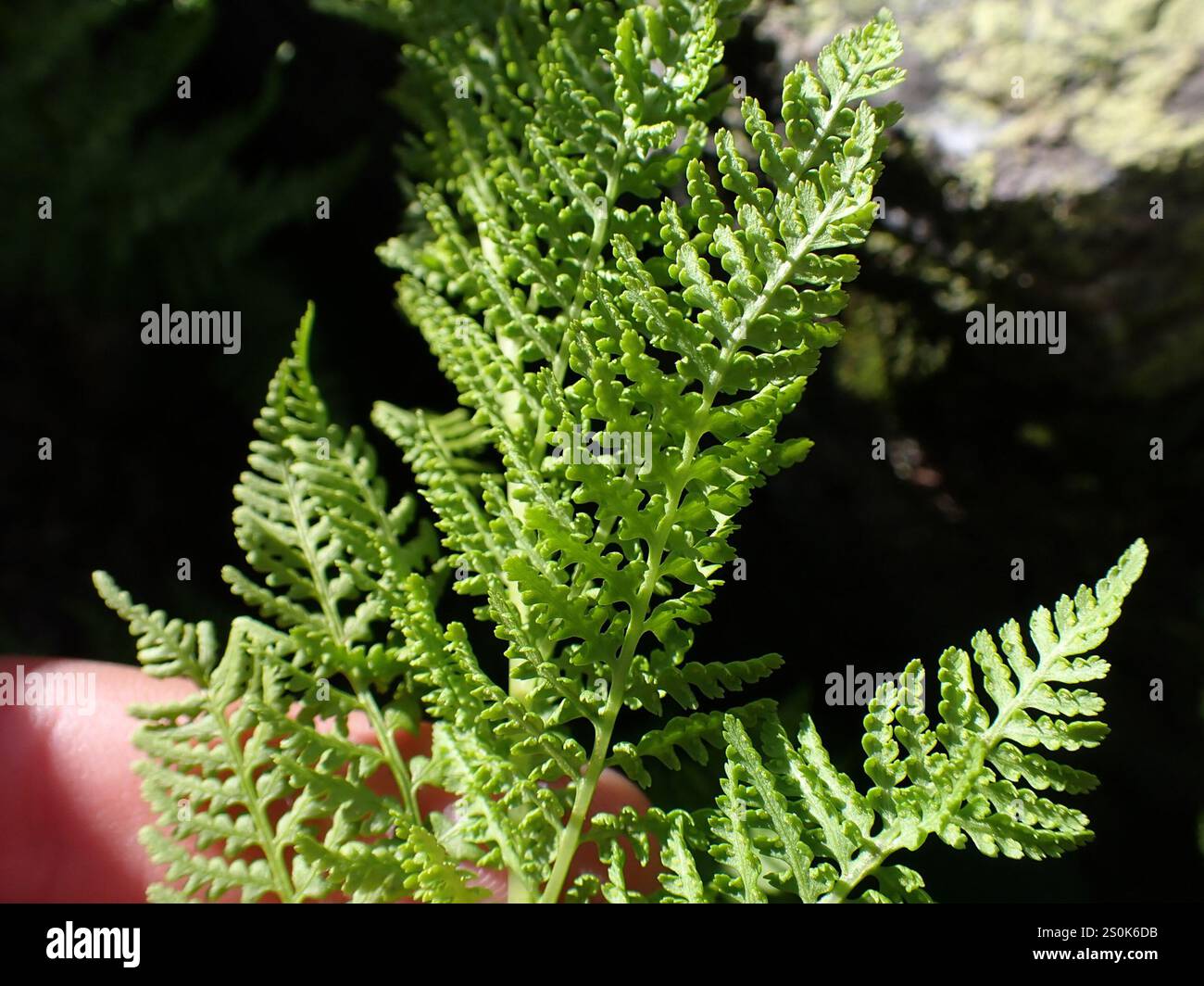 American Alpine Lady Fern (Athyrium americanum Stock Photo - Alamy