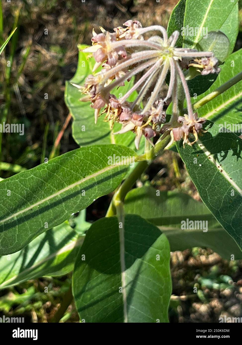 showy milkweed (Asclepias speciosa Stock Photo - Alamy