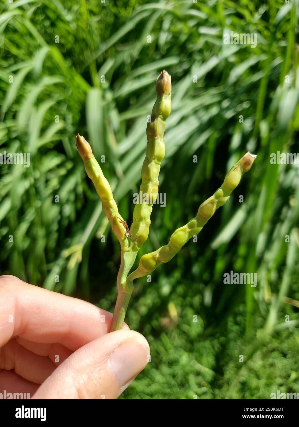 eastern gamagrass (Tripsacum dactyloides Stock Photo - Alamy