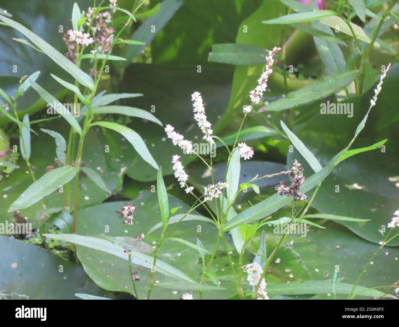 swamp smartweed (Persicaria hydropiperoides Stock Photo - Alamy