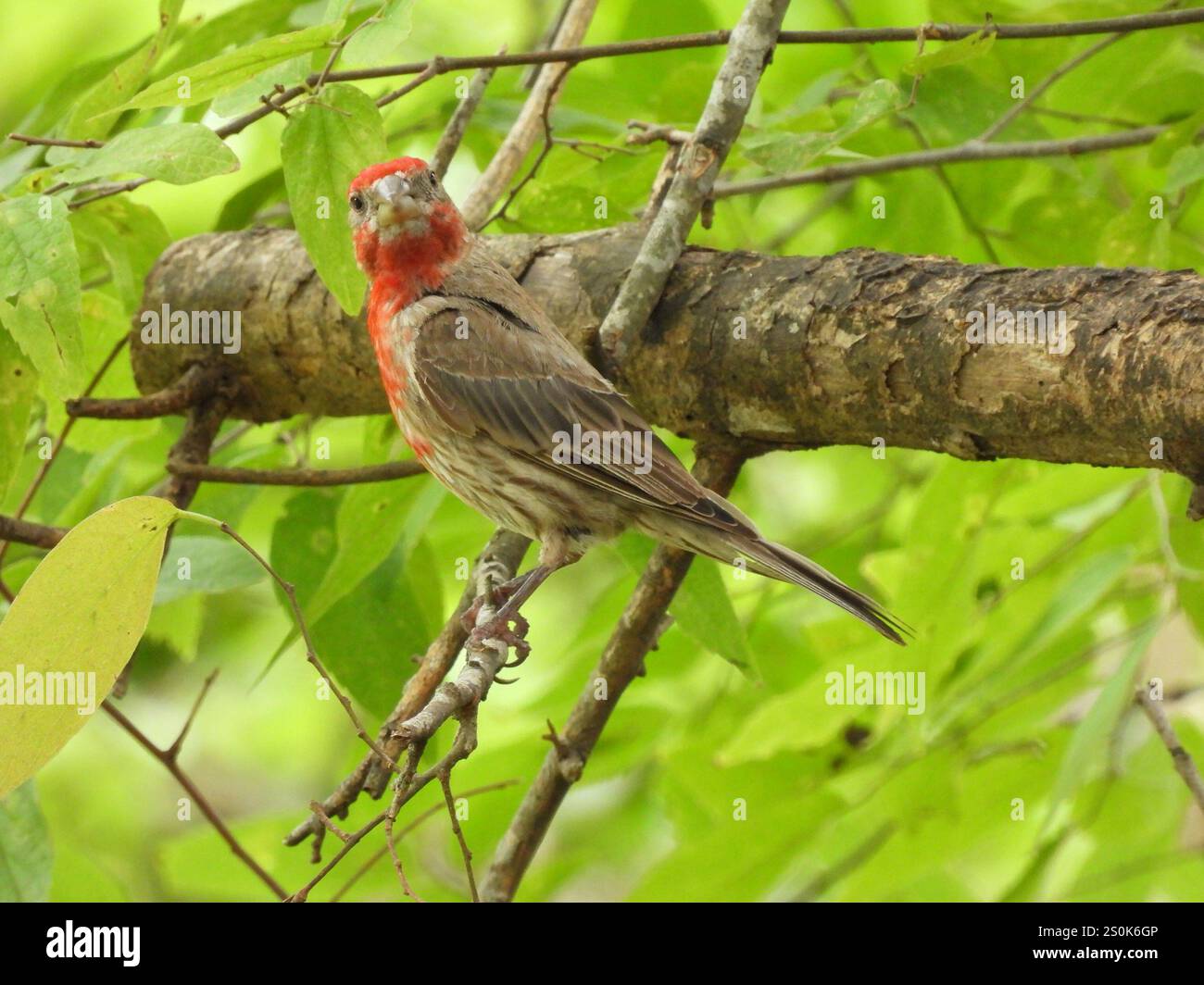 House Finch (Haemorhous mexicanus Stock Photo - Alamy